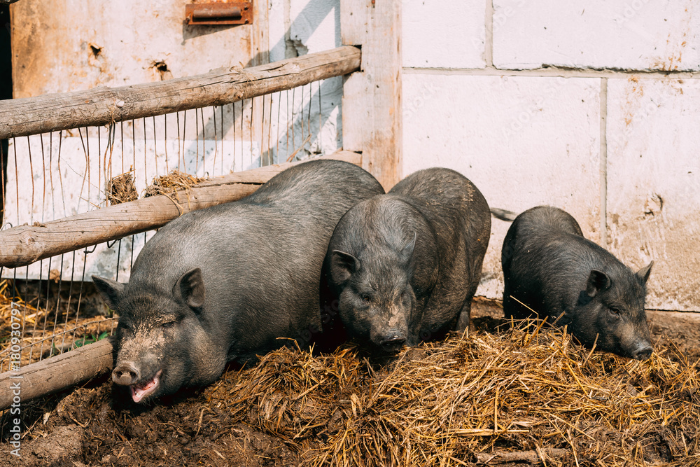 Household A Large Black Pigs In Farm. Pig Farming Is Raising And Stock ...