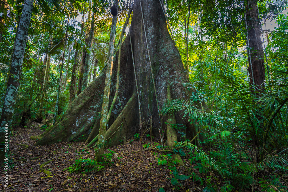 Manu National Park, Peru - August 07, 2017: Giant tree in the Amazon ...