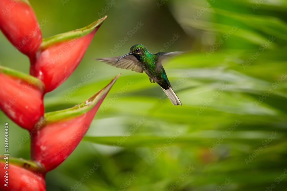 White-tailed Sabrewing, Campylopterus ensipennis, endemic hummingbird ...