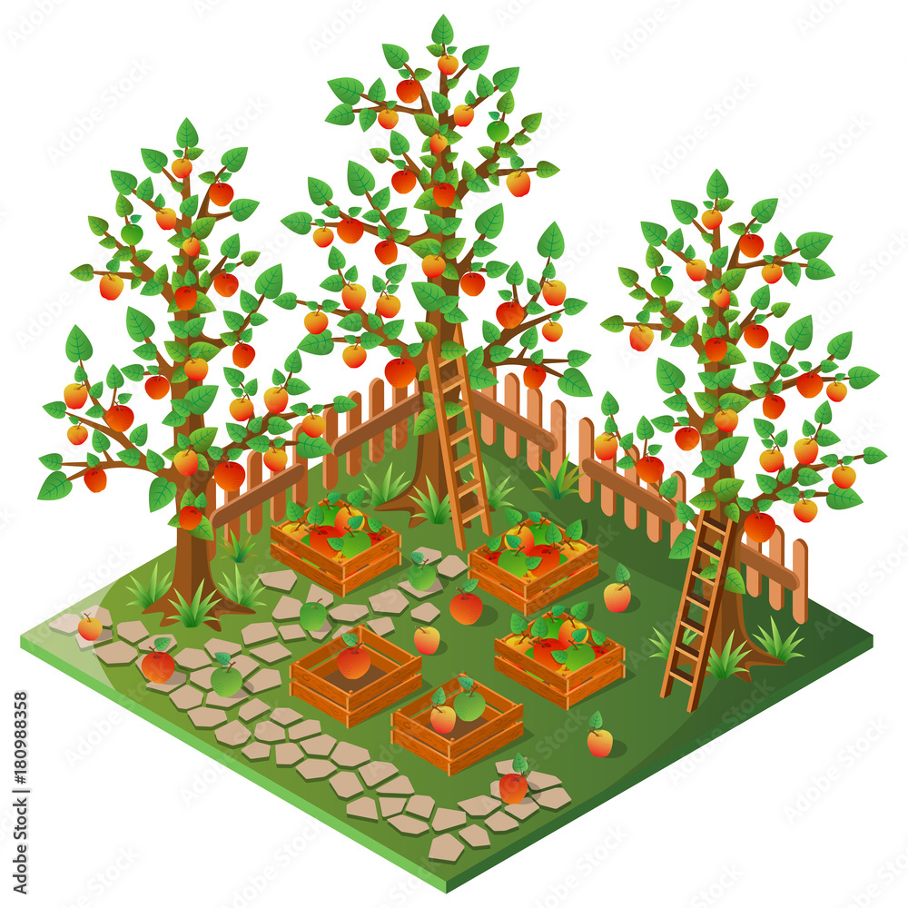 Orchard. Autumn harvest of apples. 3D isometric view. Vector ...