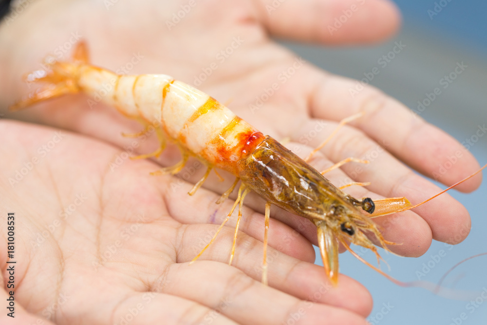 Exemplar of Macrobrachium rosenbergii, also known as the giant river ...