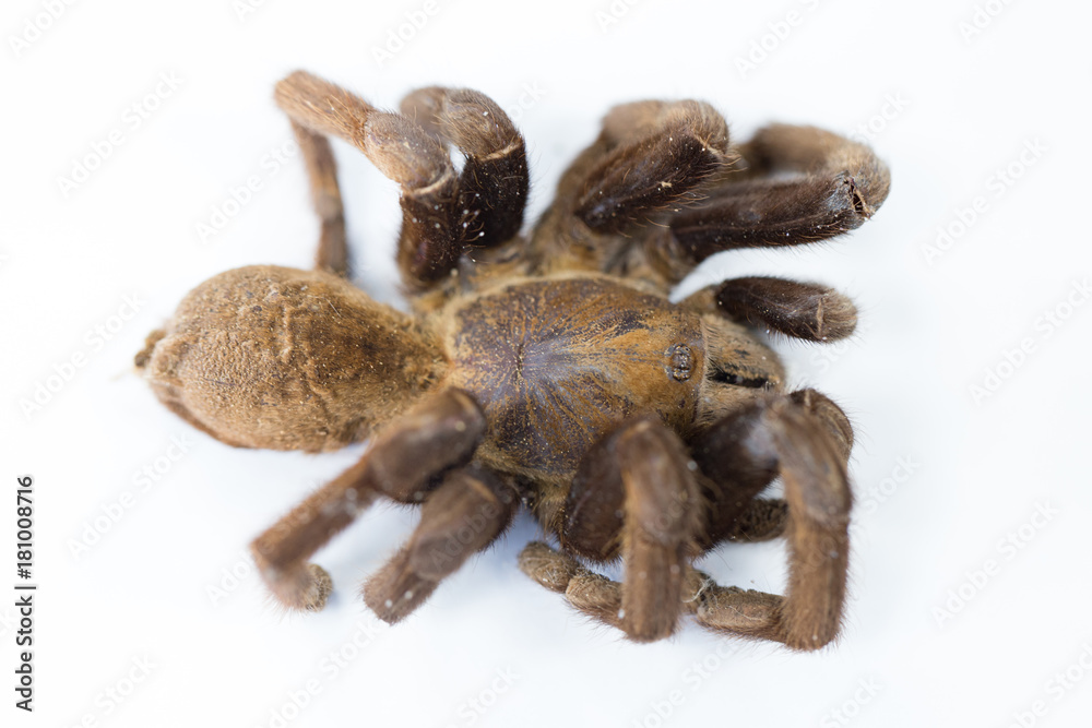 Haplopelma Minax