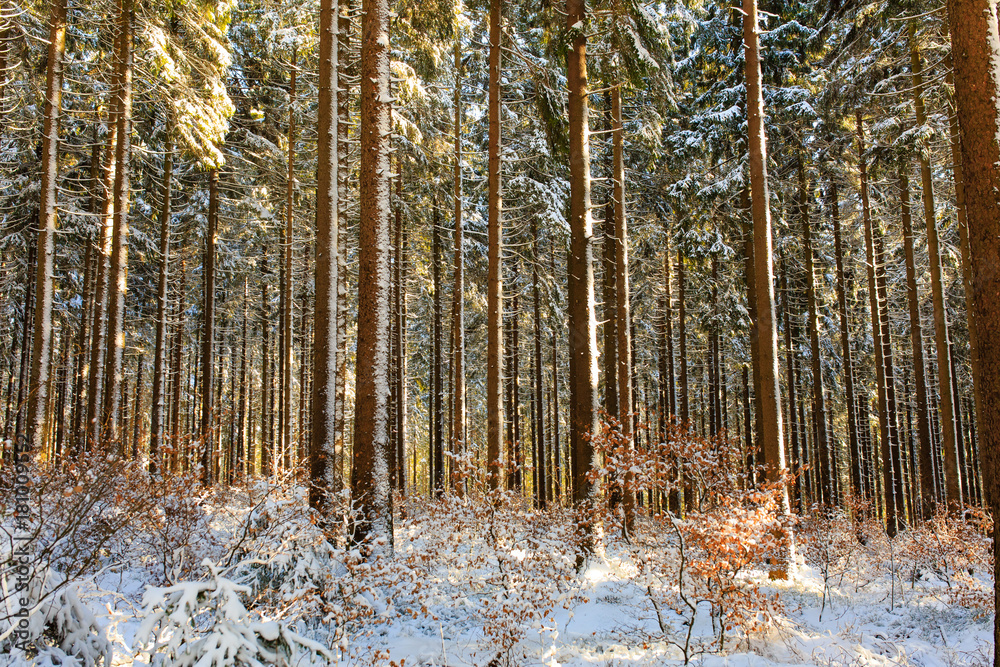 Nadelwald im Harz, Deutschland im Winter Stock-Foto | Adobe Stock