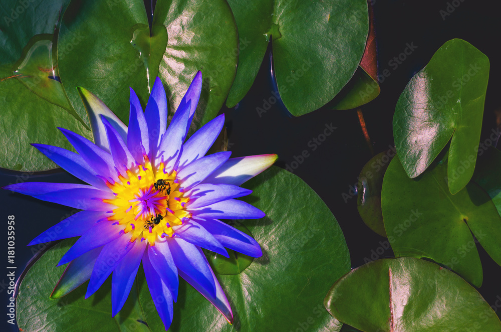 beautiful blue lotus flower on top view with bees flying on yellow ...
