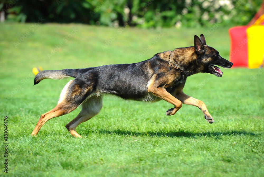 German Shepherd Police Dog In Action