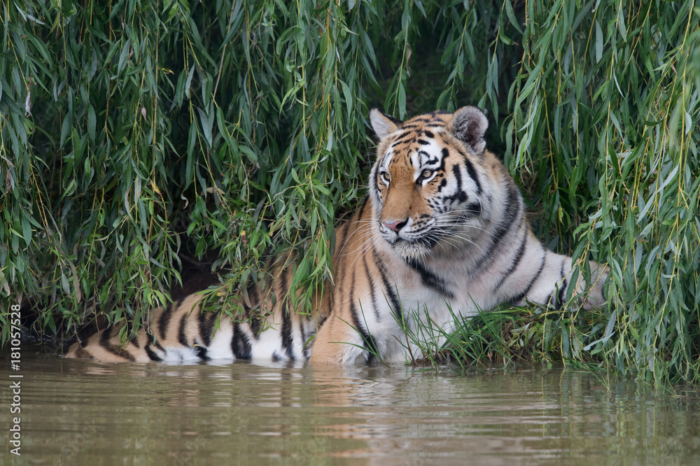 Siberian Tiger (Panthera tigris altaica)/Amur Tiger cooling off in ...