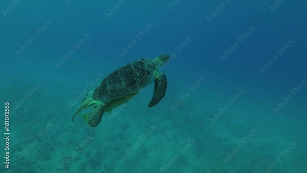 Melanism - Big male Black Sea Turtle (Chelonia mydas) with Remora fish ...
