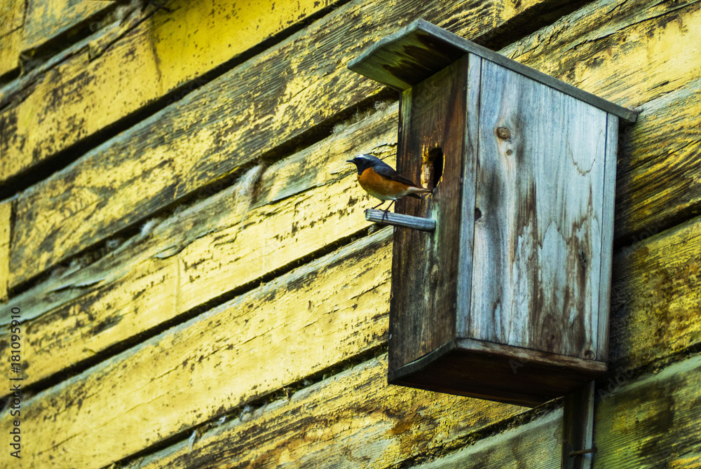 Bird house with bird sitting on the pole. People help the birds. Stock ...