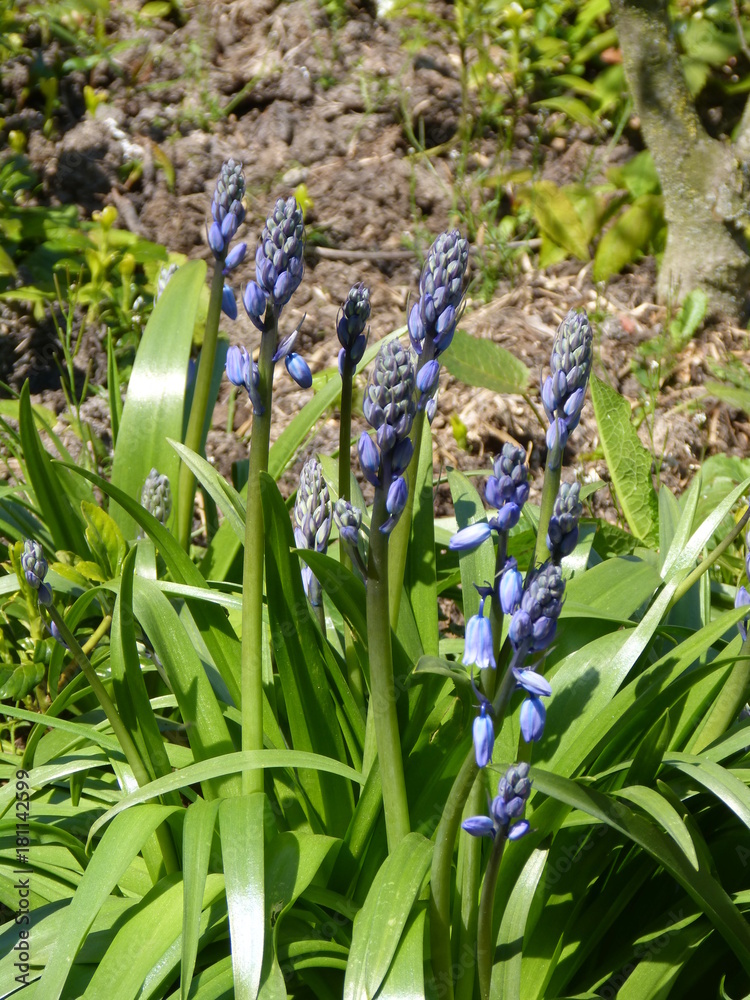 Farm garden - Bauerngarten - spring flowers - Frühlingsblumen - in ...