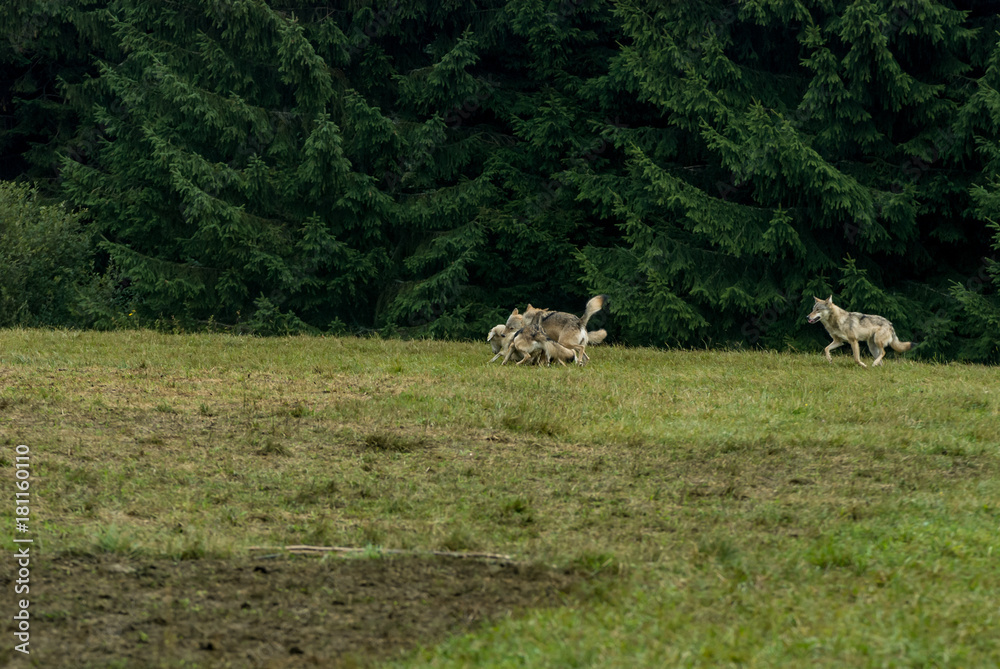 Wolf pack hunting sheep Stock Photo | Adobe Stock