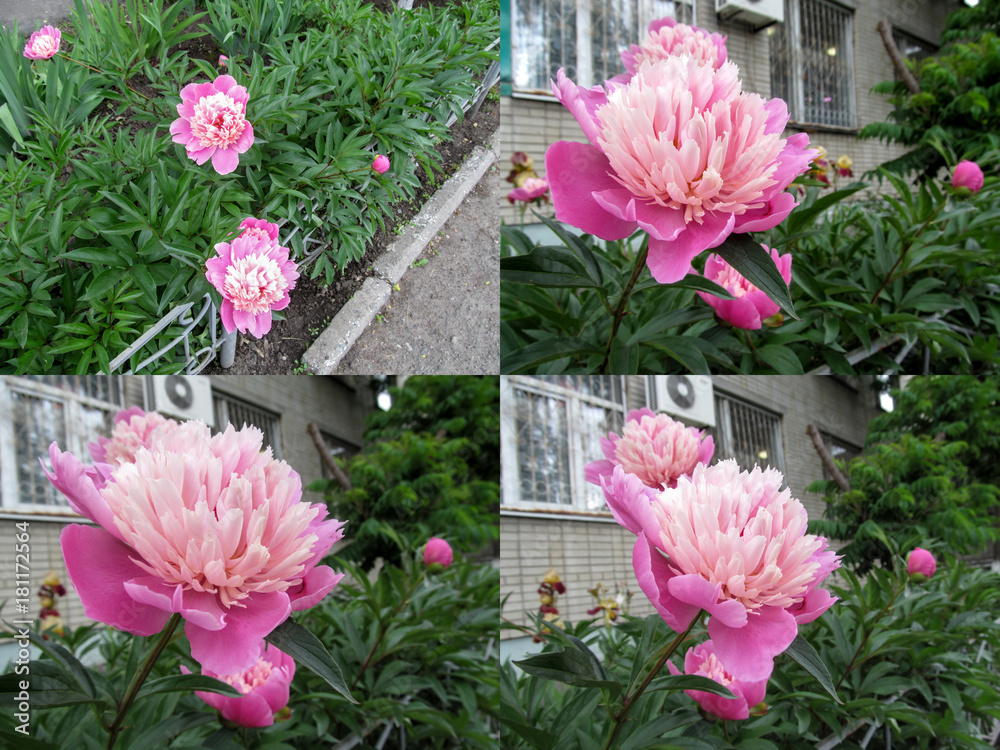 Set of four photos of pretty pastel pink peonies of 'Gay Pari' cultivar ...