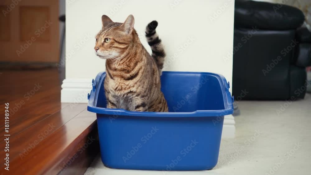 4K Cat Using Litter Box. Close-up view of Bengal cat inside open top ...