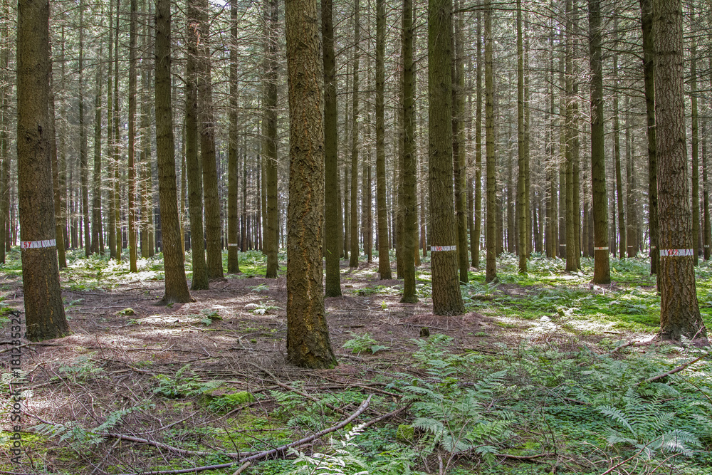 Douglas fir. Forest plantation Douglas fir.Forest plantation Douglas ...