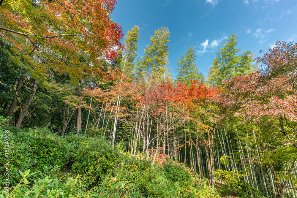 Autumn leaves, Fall foliage of Maple trees (Momiji) at Arashiyama ...