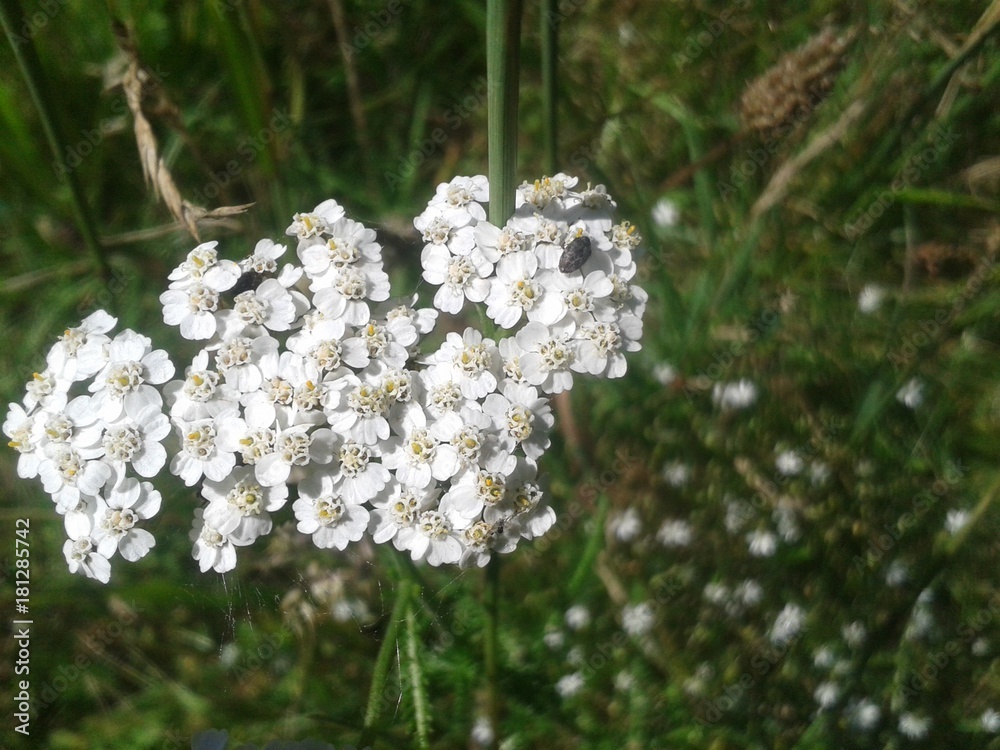 Krwawnik pospolity Stock Photo | Adobe Stock