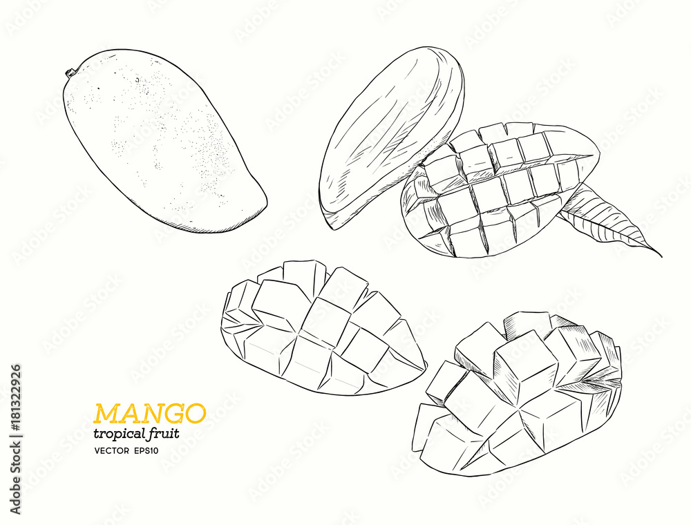 set of mangoes.hand draw sketch vector. Stock Vector | Adobe Stock