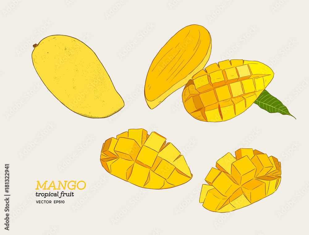 set of mangoes.hand draw sketch vector. Stock Vector | Adobe Stock