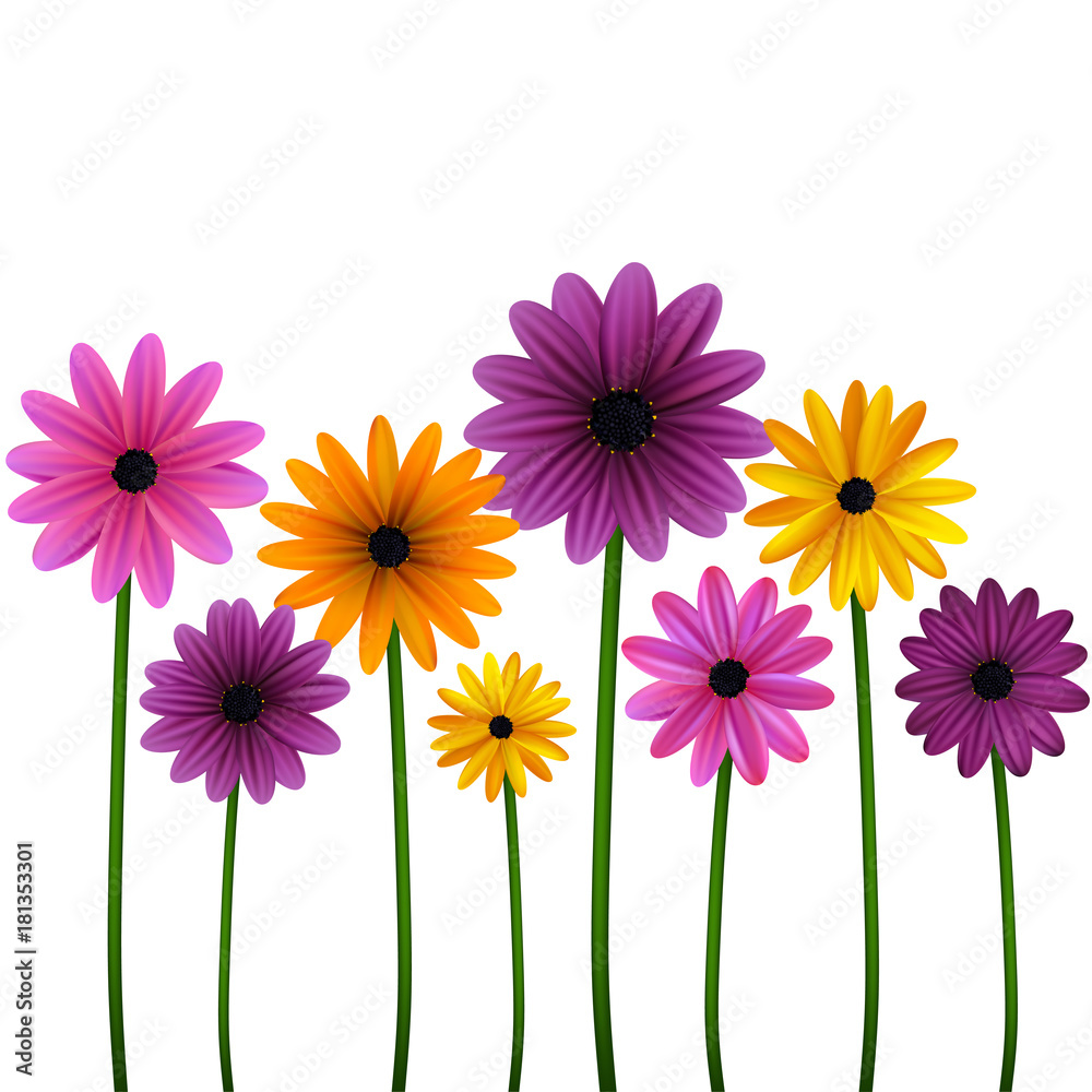 Flowers. Daisies. Floral background. Vector illustration. Purple. Pink ...