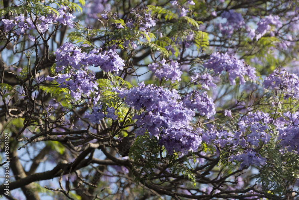 Flor Jacaranda in Guatemala, Jacaranda mimosifolia. Central America ...