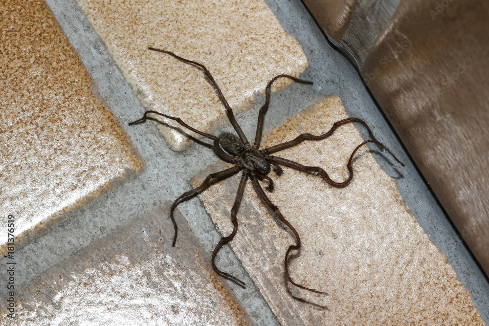 Foto de Spinne Hauswinkelspinne, Tegenaria domestica do Stock | Adobe Stock