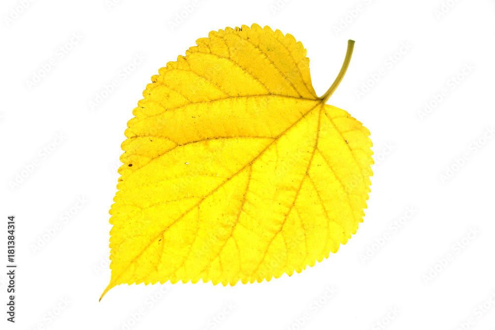 single autumn yellow leaf isolated on white background Stock Photo ...