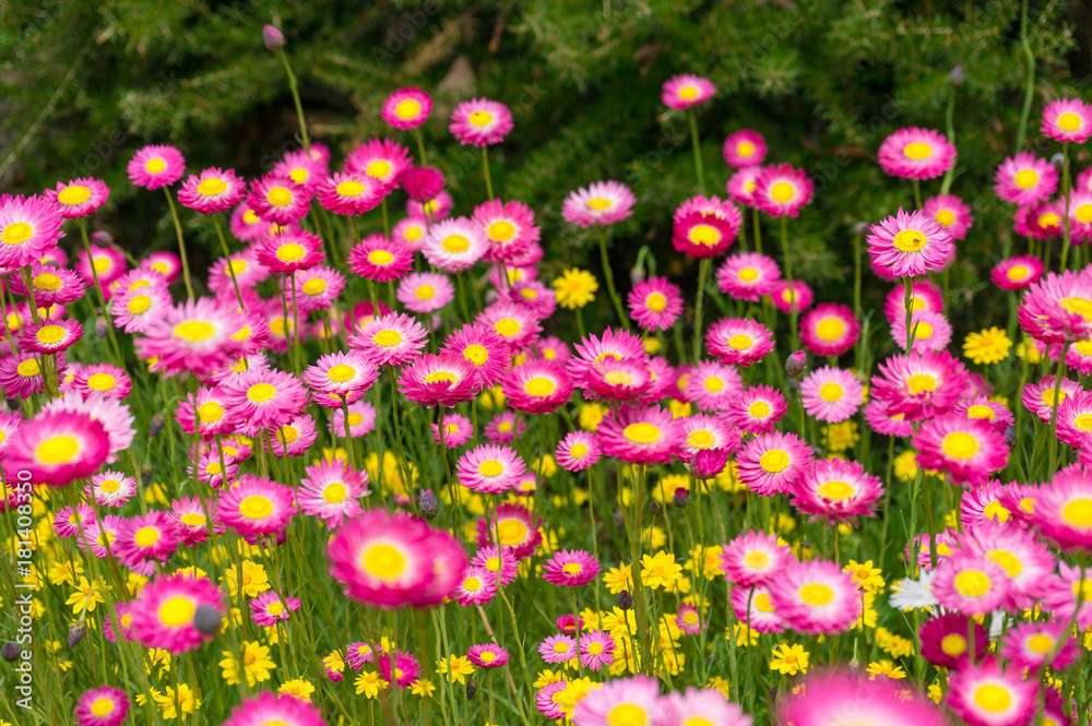 Foto de Australian native paper daisy flower field do Stock | Adobe Stock