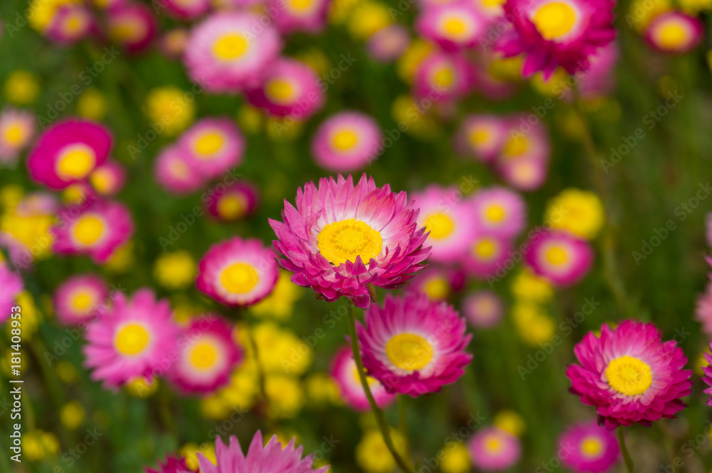 Australian native paper daisy flower field Stock Photo | Adobe Stock