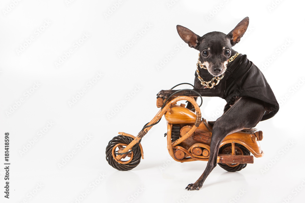 Dog Riding Motorcycle