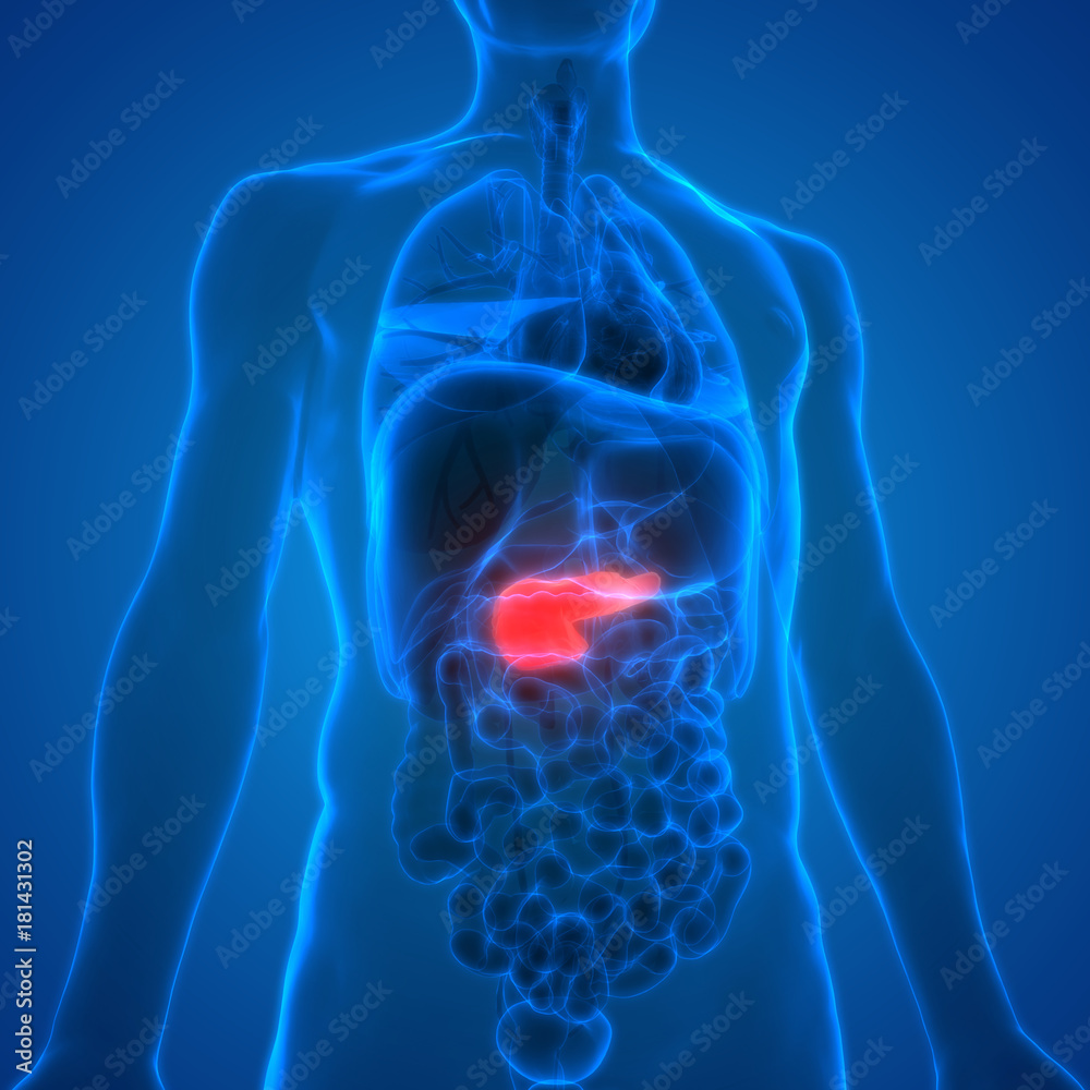 Human Body Organs Anatomy (Pancreas) Stock Illustration | Adobe Stock