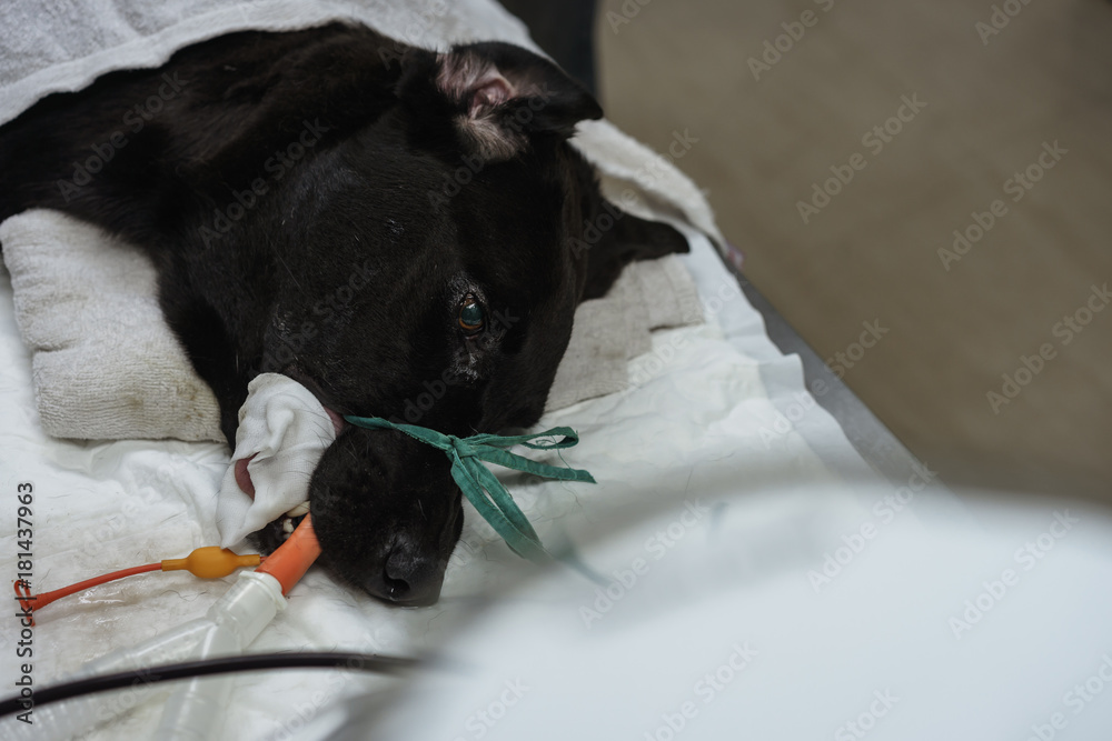 The black dog 's the placement of a tube that extends from the oral ...