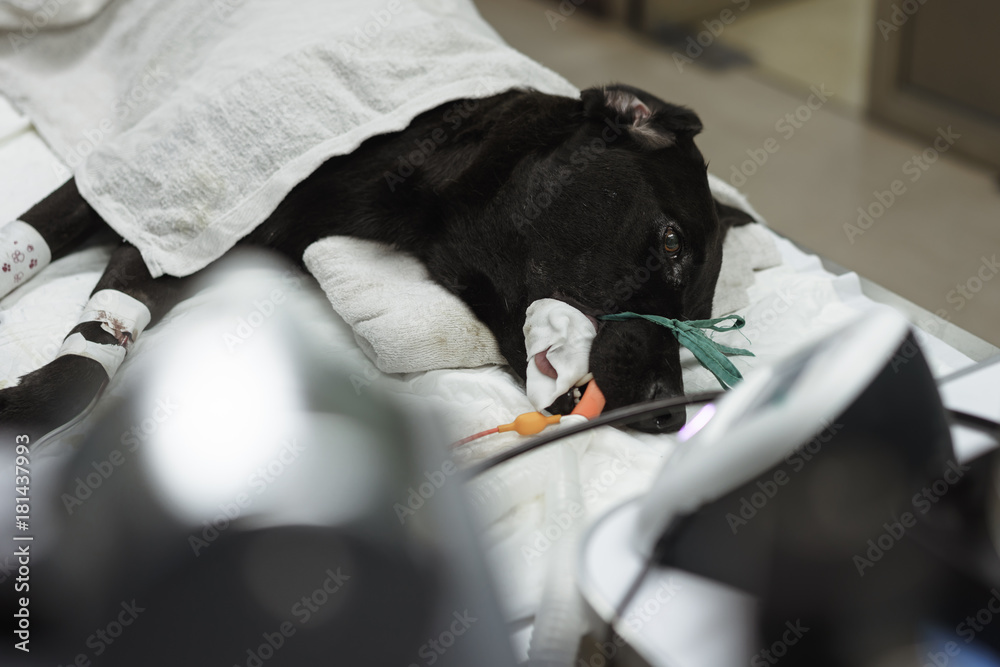 The black dog 's the placement of a tube that extends from the oral ...