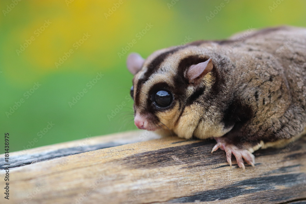Sugar Glider Brown