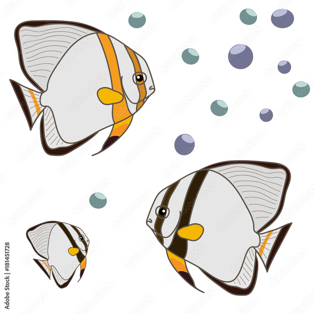 Platax/ orbicular batfish/ circular batfish/ orbiculate batfish/round ...