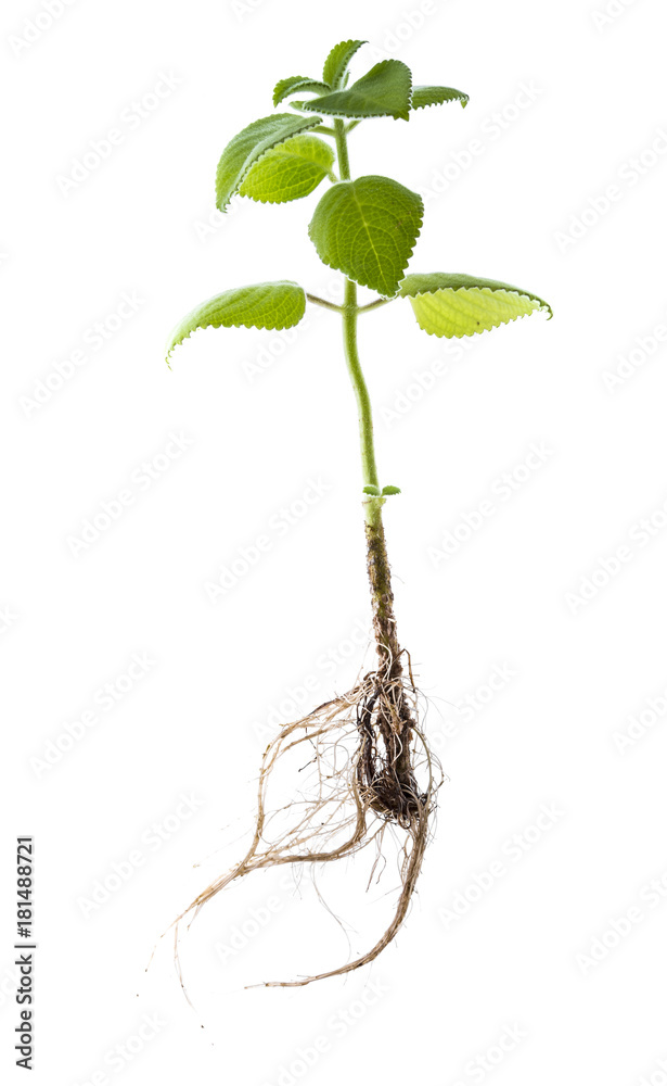 Indian borage, Plectranthus amboinicus - healthy plant - piece of plant ...