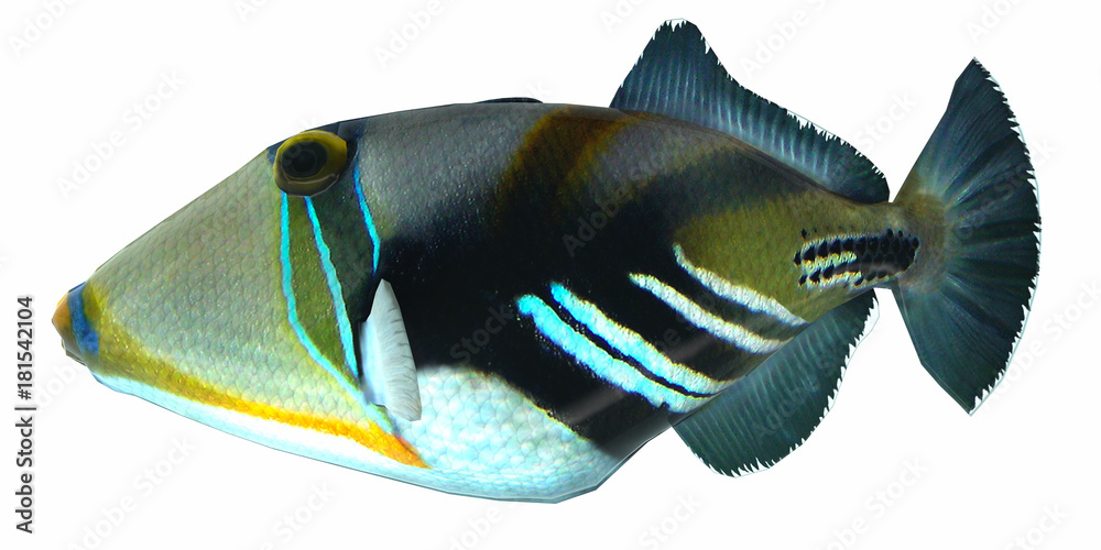 Humu Picasso Triggerfish - The Humu Picasso Fish is a saltwater species ...