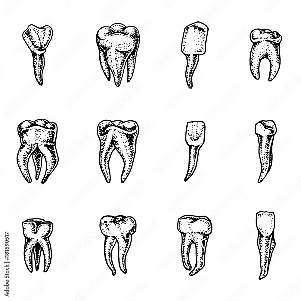 molar teeth enamel, dental set. work of the dentist and care for ...