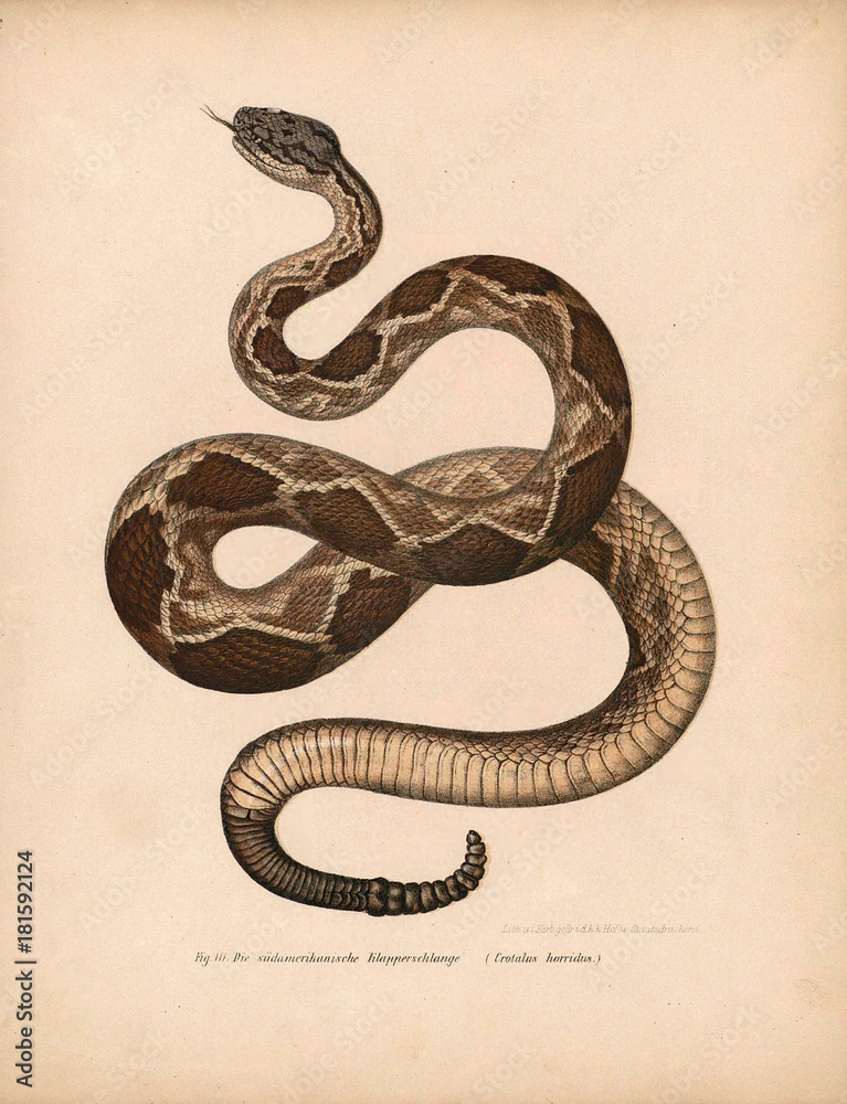 Scientific Snake Illustration