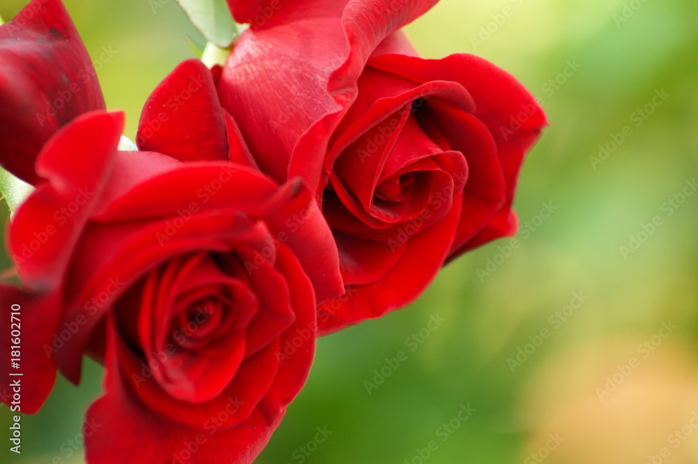 Romance. Roses - symbol of lovers Stock Photo | Adobe Stock