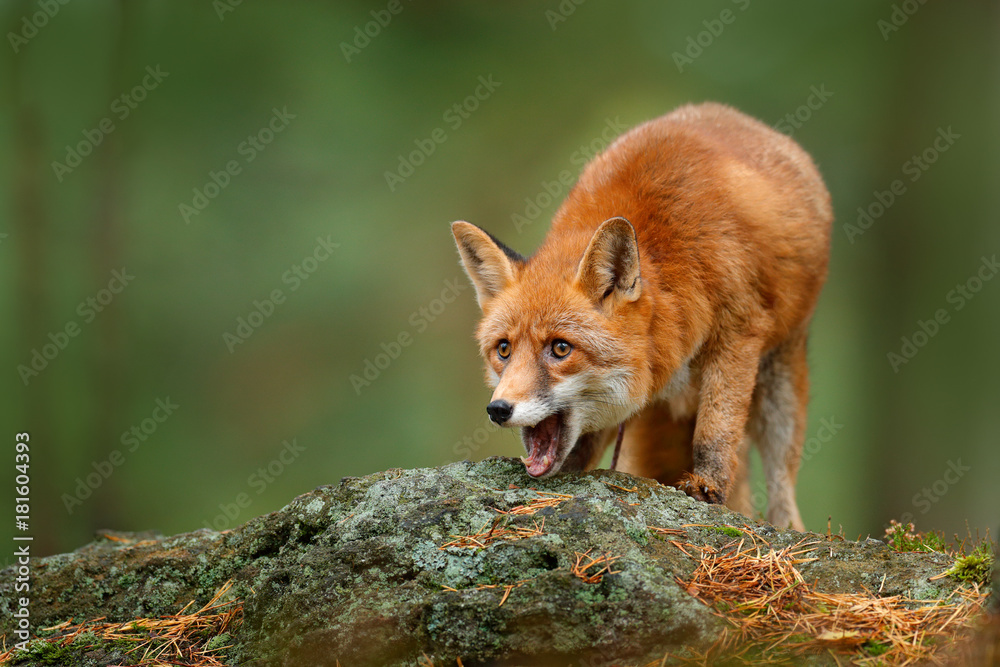 Animal, green environment, stone. Fox in forest. Cute Red Fox, Vulpes ...