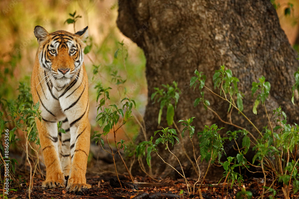 Big cat, endangered animal hidden in forest. End of dry season. Tiger ...