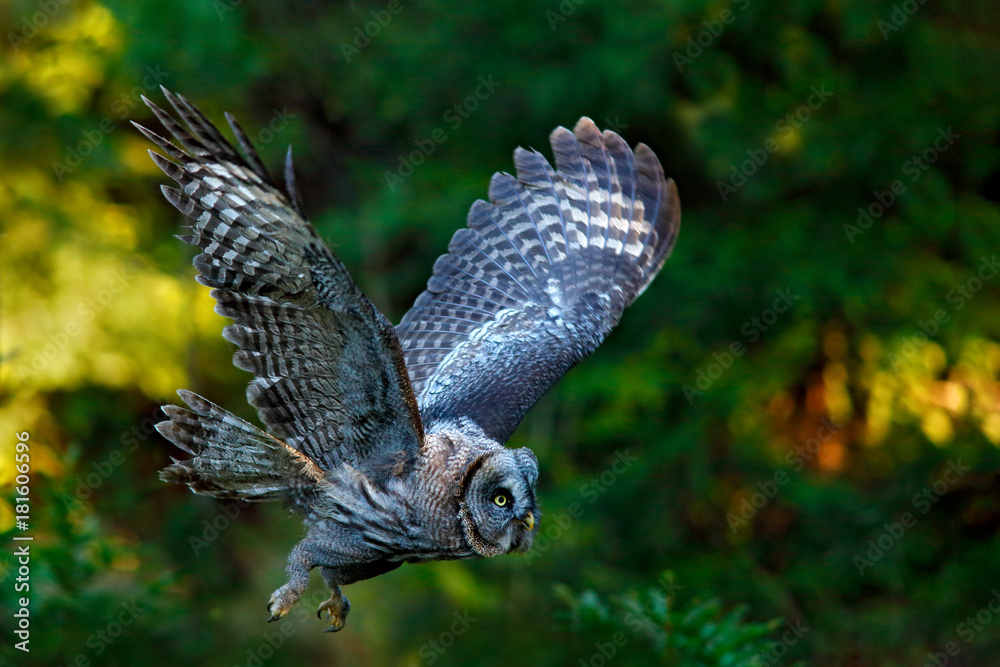 Great Gray Owl Flying