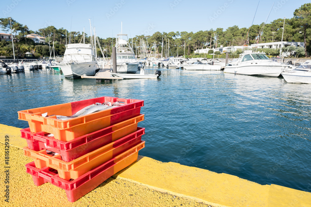 CAP FERRET (Bassin d'Arcachon, France), poisson fraîchement pêché au ...