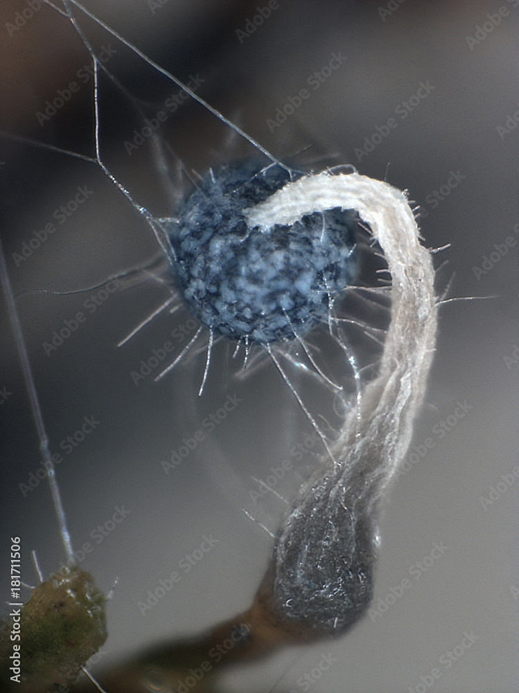 Water Molds Microscope