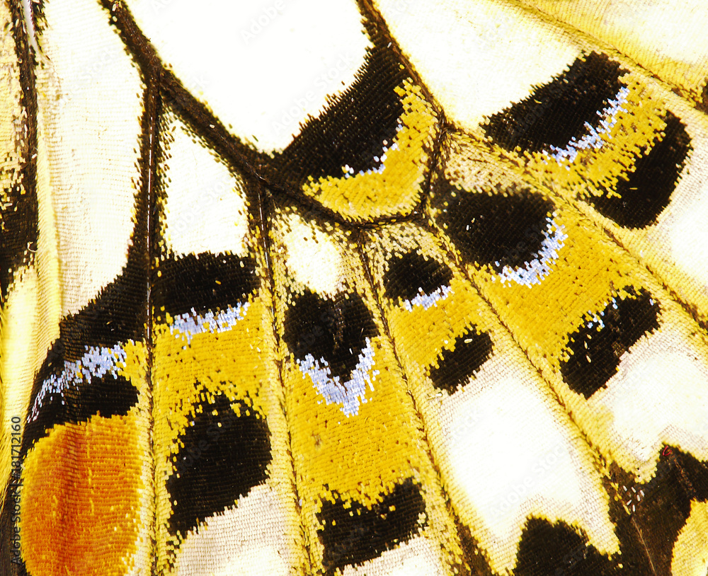 Fragment of a wing of the lime swallowtail butterfly Papilio demoleus ...