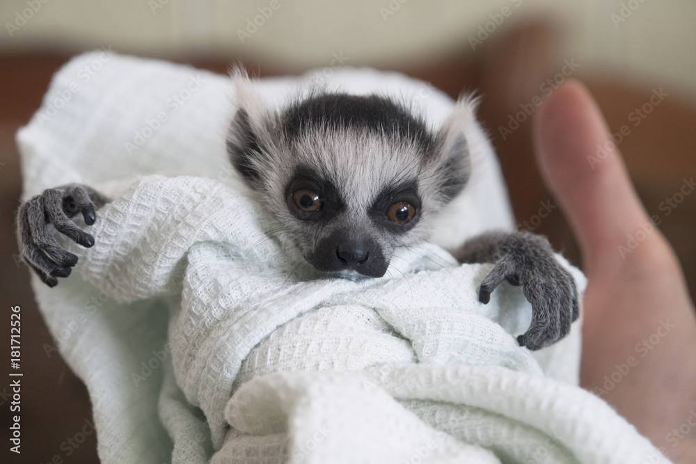 Ring Tailed Lemur Baby