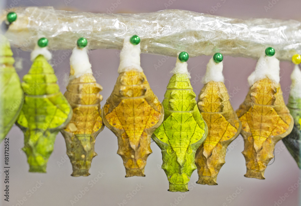 Foto de Yellow and green pupae of a golden birdwing butterfly from the ...