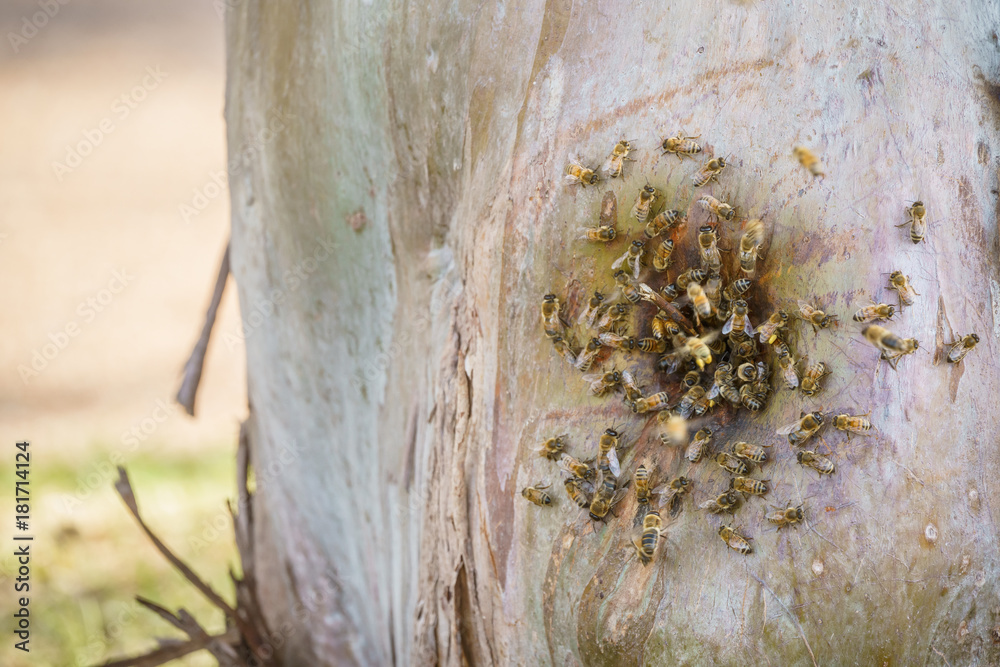 Honey bees swarming around a hive in the base of a gum tree in Perth ...