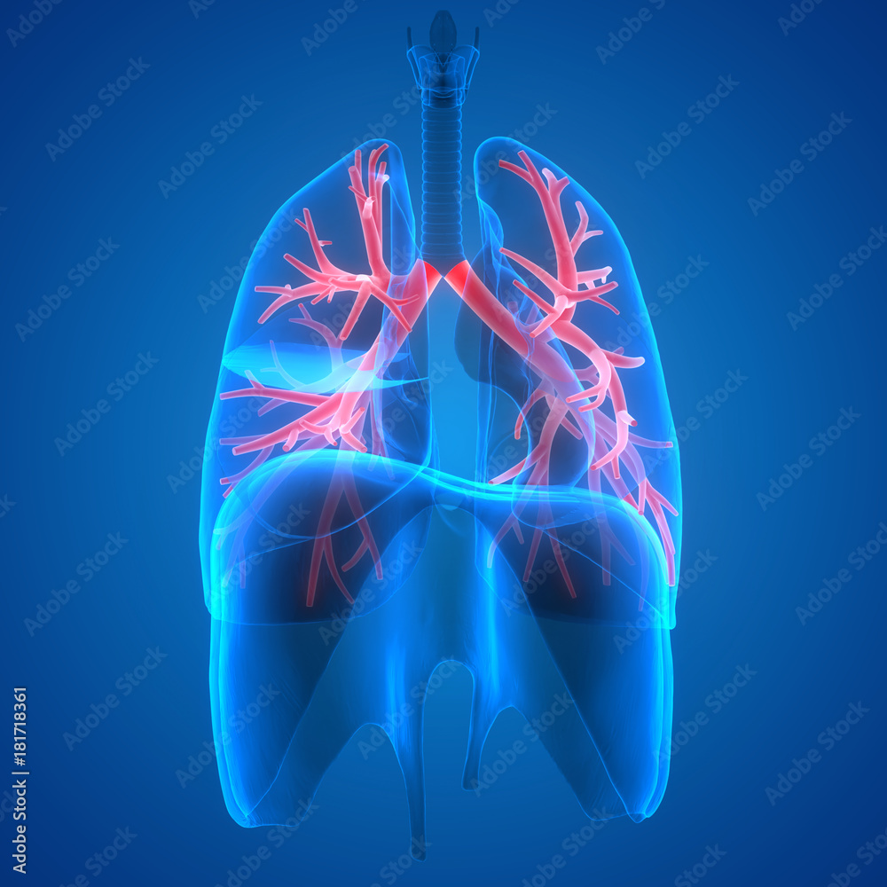 Human Lungs Inside Anatomy (Bronchioles) Stock Illustration | Adobe Stock