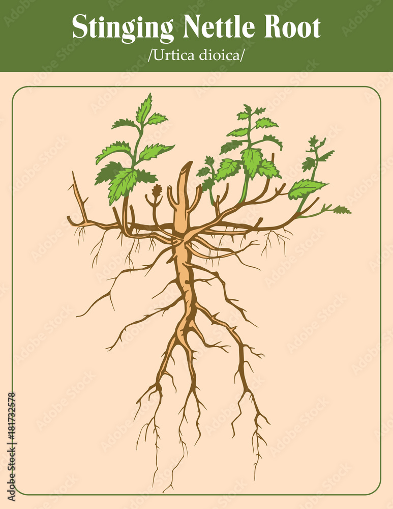 Stinging Nettle Drawing