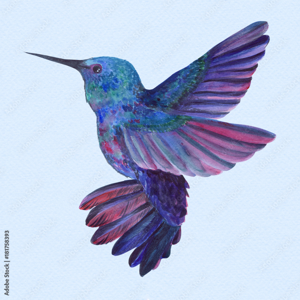 Blue Hummingbird Drawing